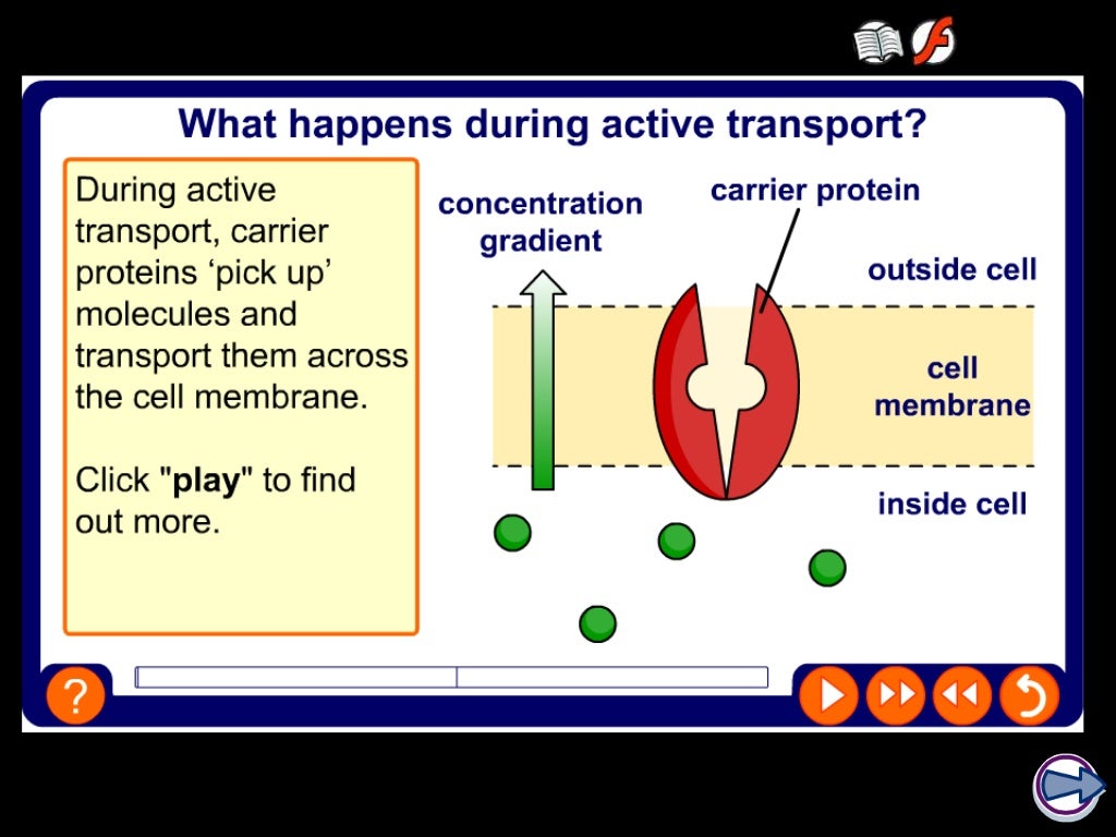 Cambridge Igcse Biology 2016 2018 Movement In And Out Of Cells Cell