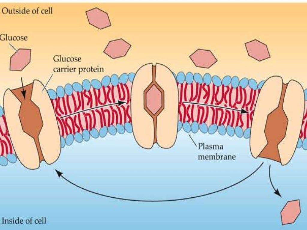 Movement In And Out Of Cells Igcse Biology Notes 2020