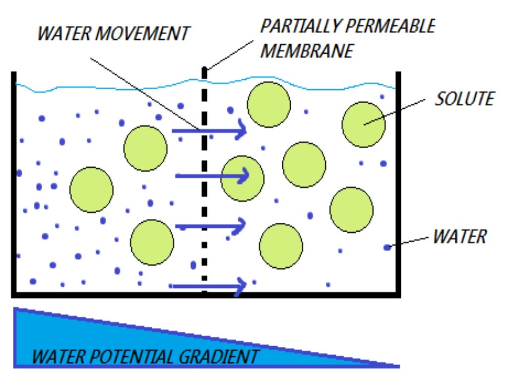 Cambridge igcse biology ( 2016 2018) movement in and out of cells cell