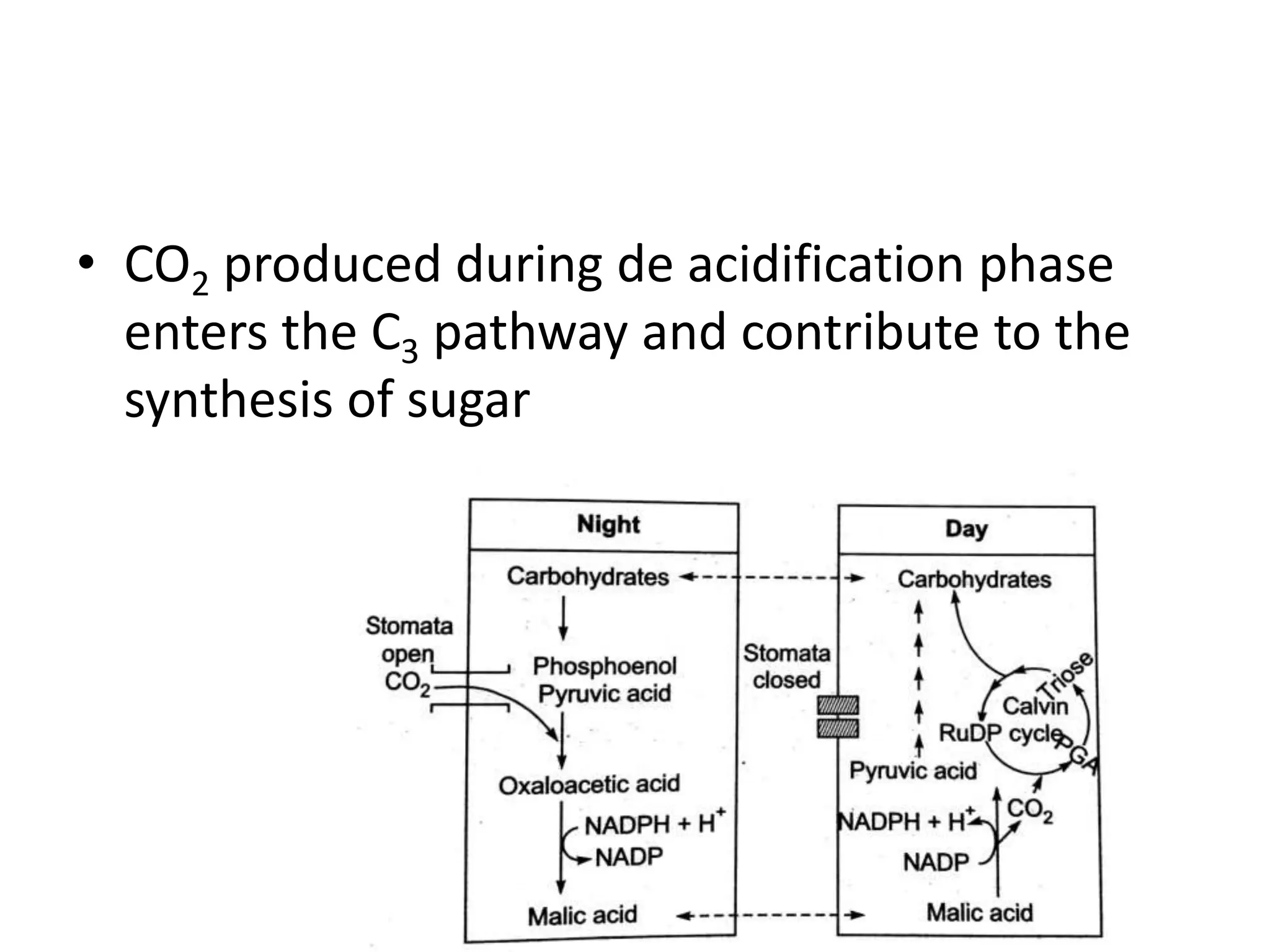 CAM (Crassulacean Acid Metabolism)pathway.pptx