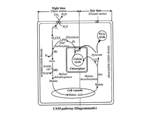 CAM (Crassulacean Acid Metabolism)pathway.pptx | Biological Sciences ...
