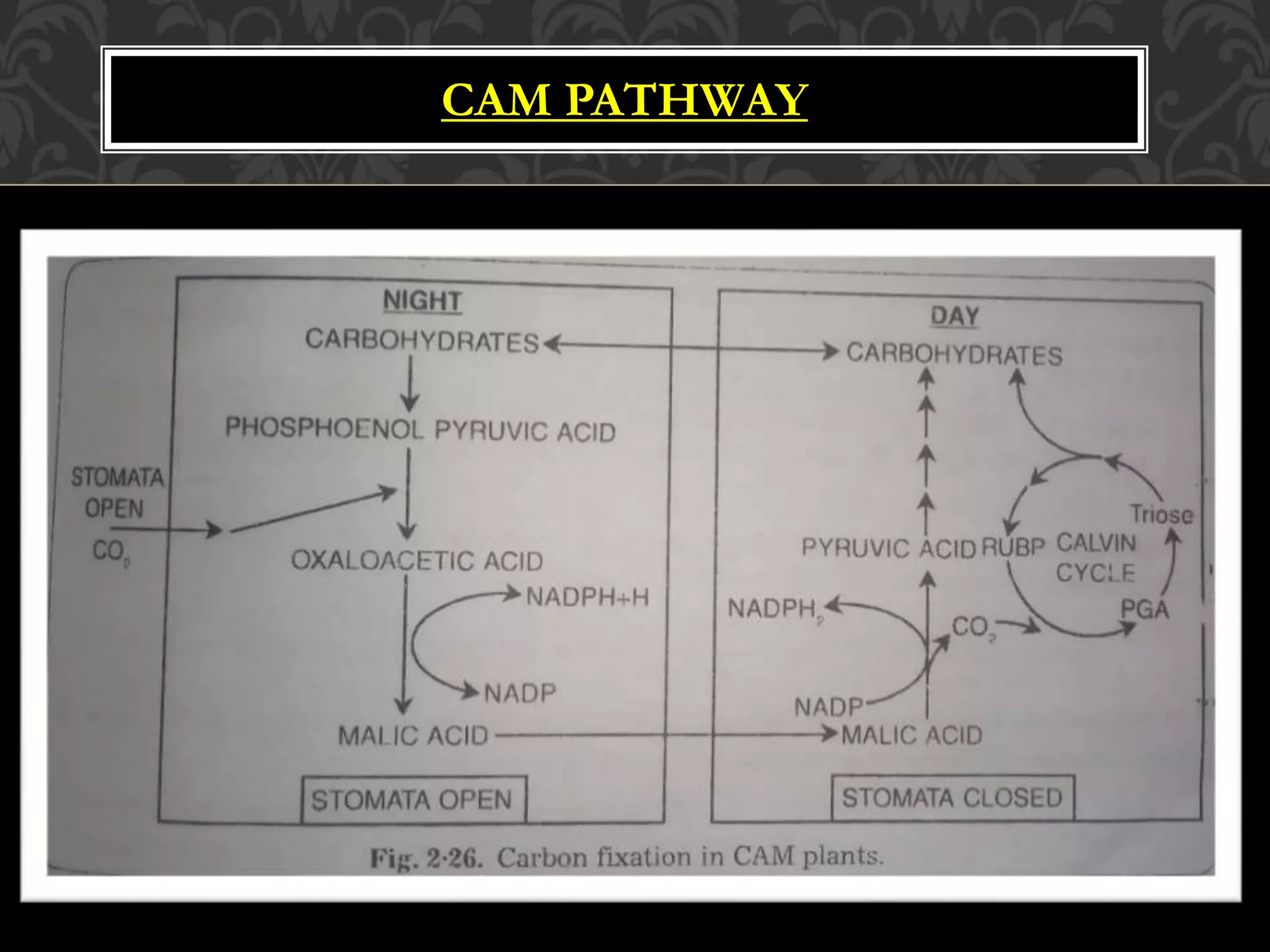 CAM CYCLE.pptx