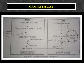 CAM CYCLE.pptx