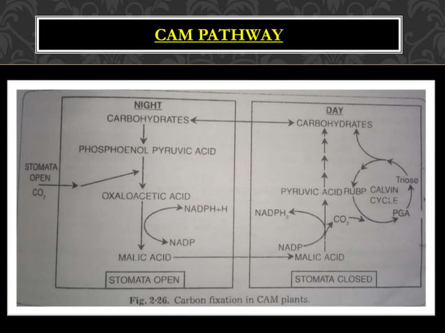 CAM CYCLE.pptx