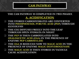 CAM CYCLE.pptx