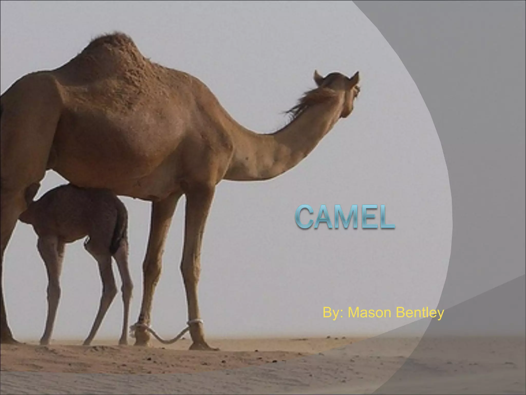 Camel | PPT