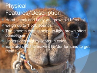 Camel | PPT
