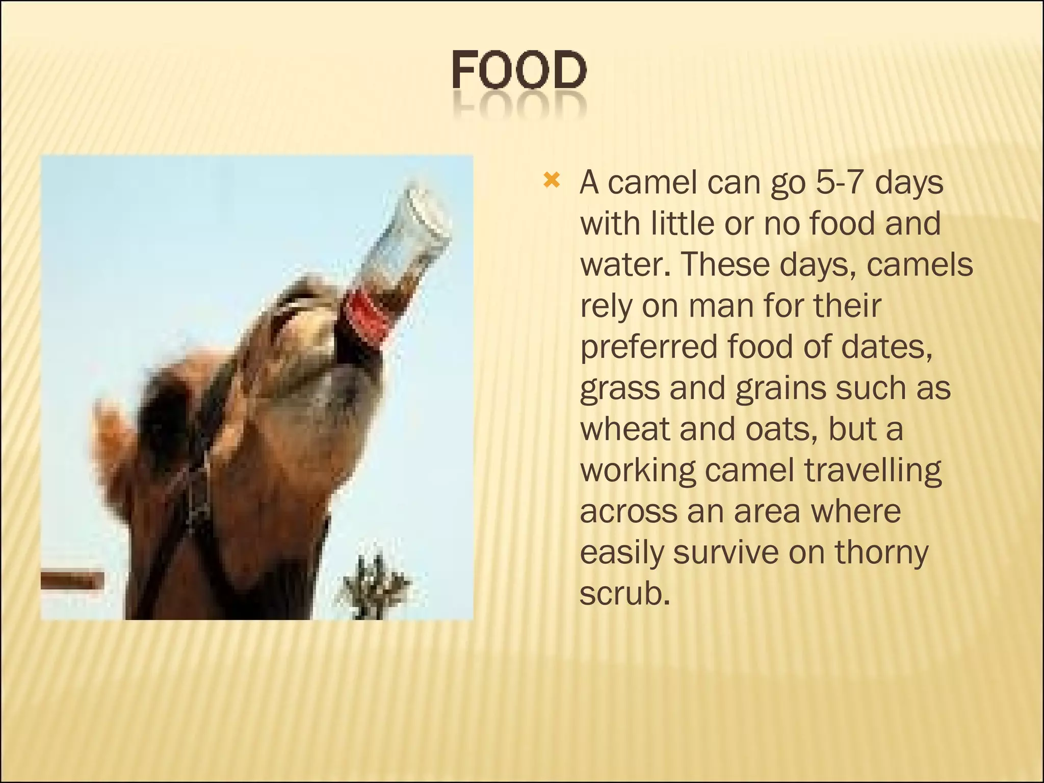 Camel | PPT