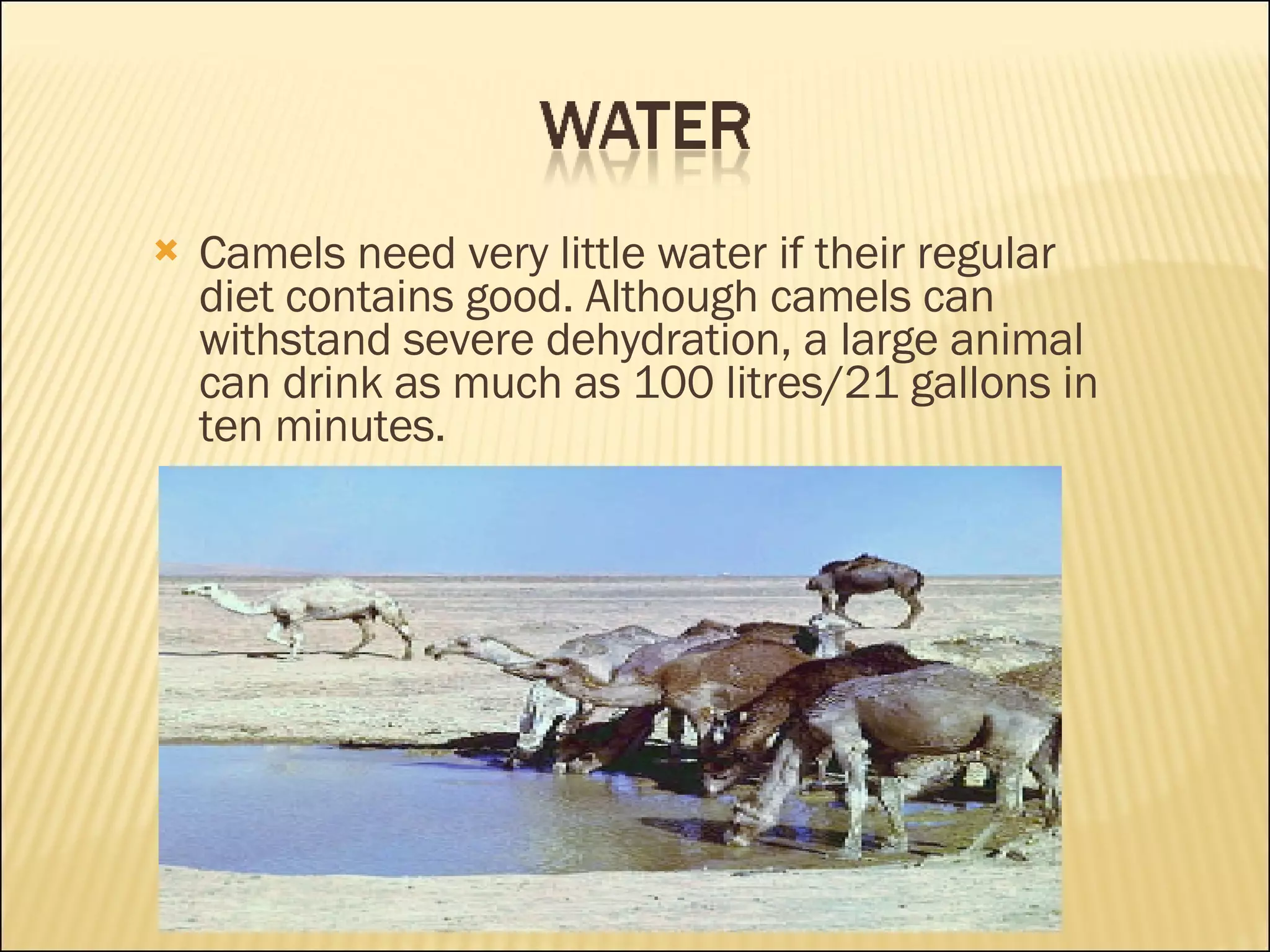 Camel | PPT