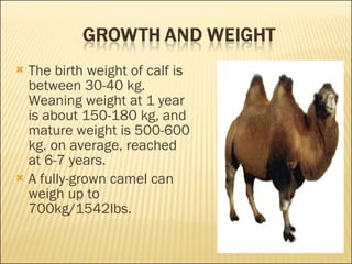 Camel | PPT