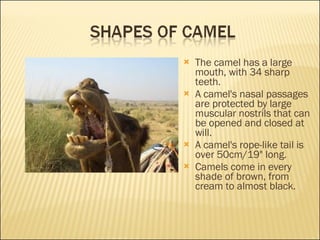 Camel | PPT