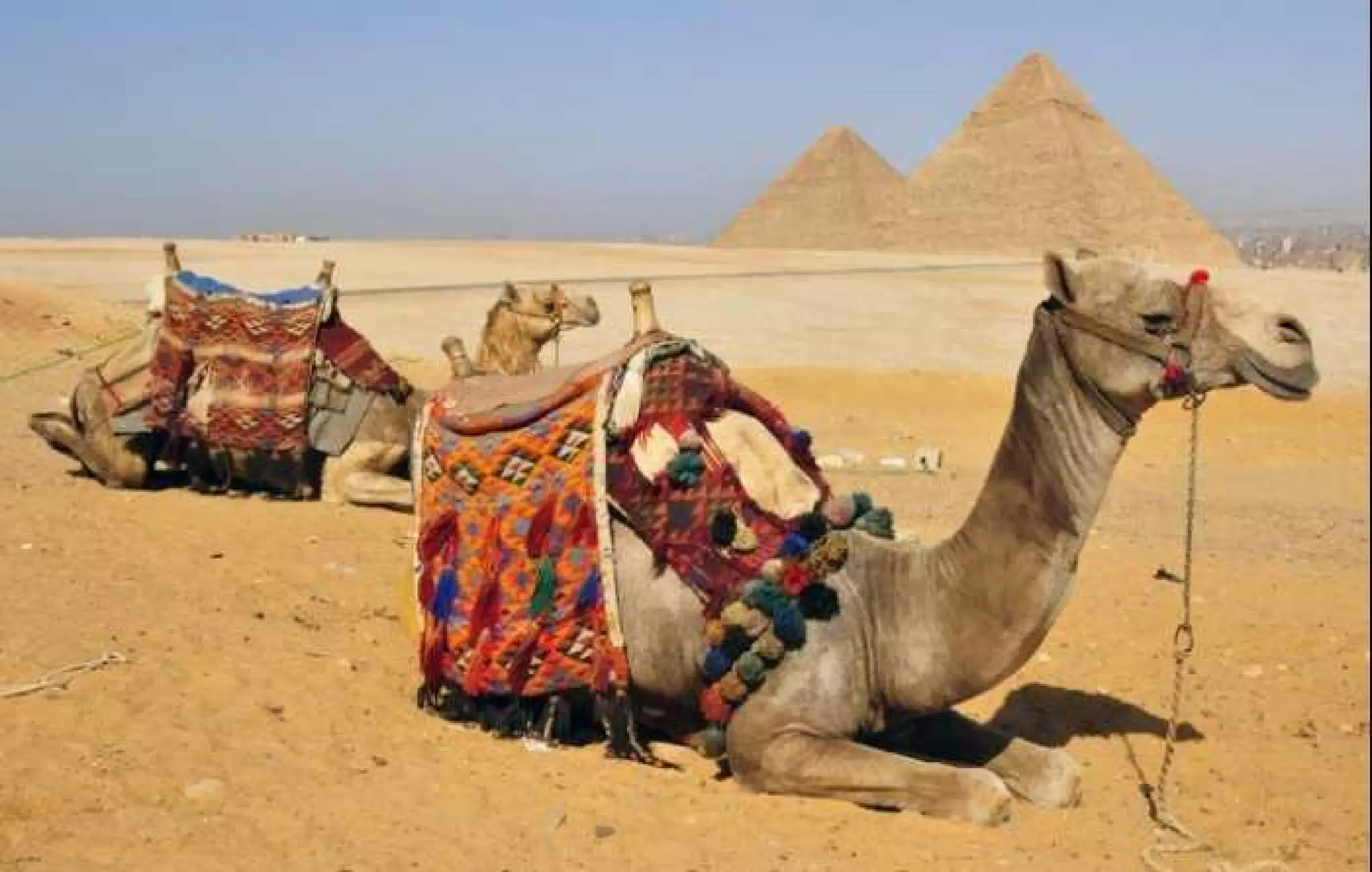 The Egyptian Camel | PDF