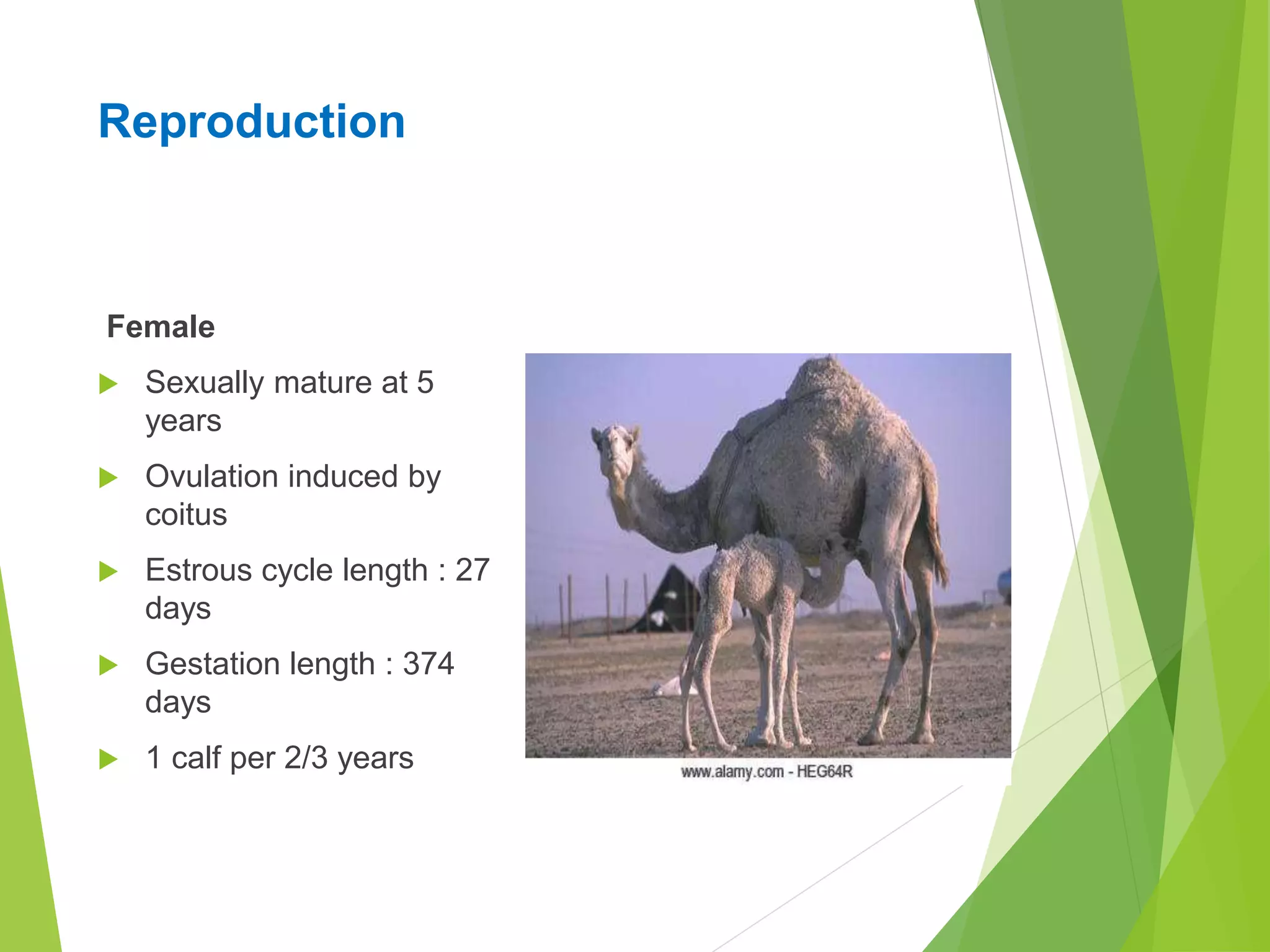 Camel .pptx