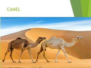 Camel .pptx