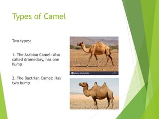Camel .pptx