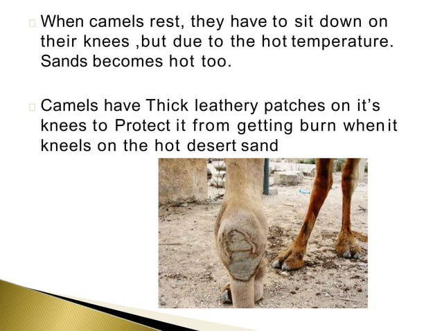 Camel adaptation.pptx