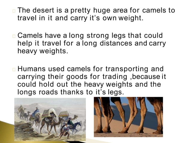 Camel adaptation.pptx
