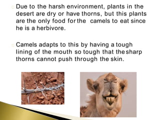 Camel adaptation.pptx