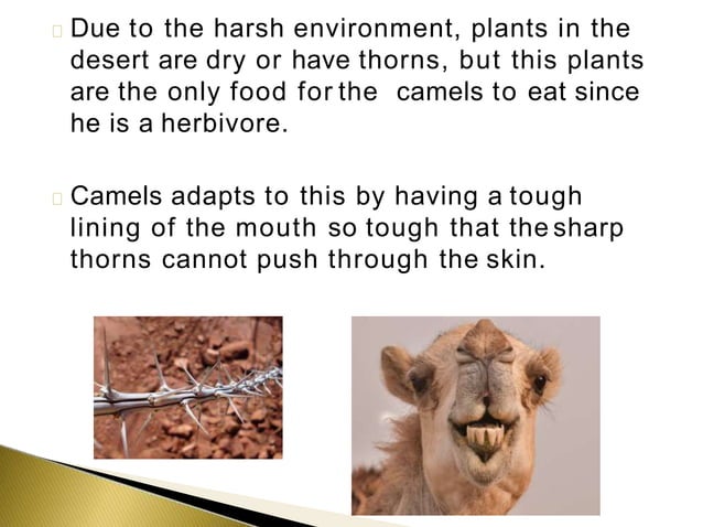 Camel adaptation.pptx