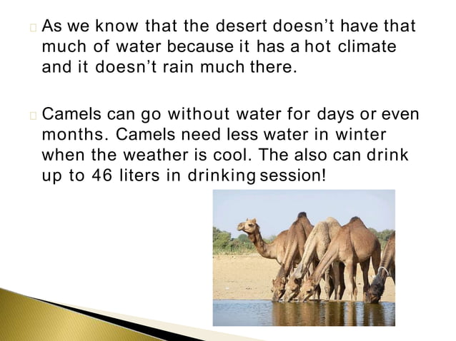 Camel adaptation.pptx