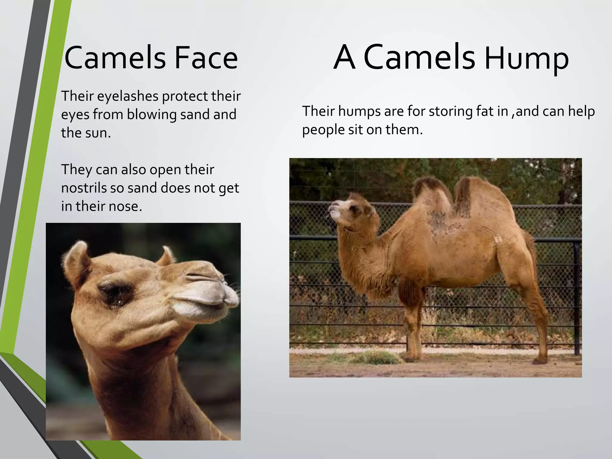 Camel adaptations G2.pptx