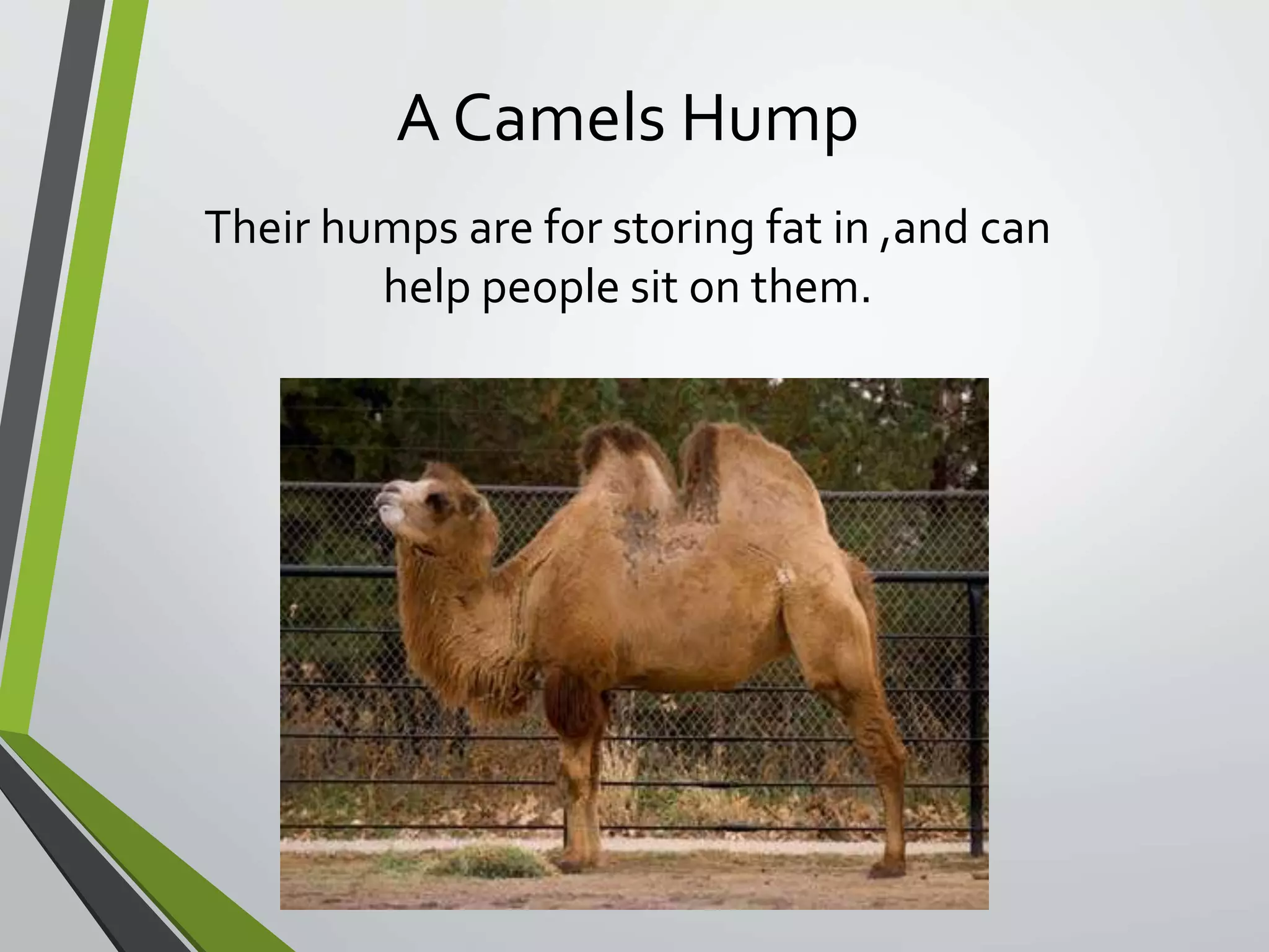 Camel adaptations G2.pptx