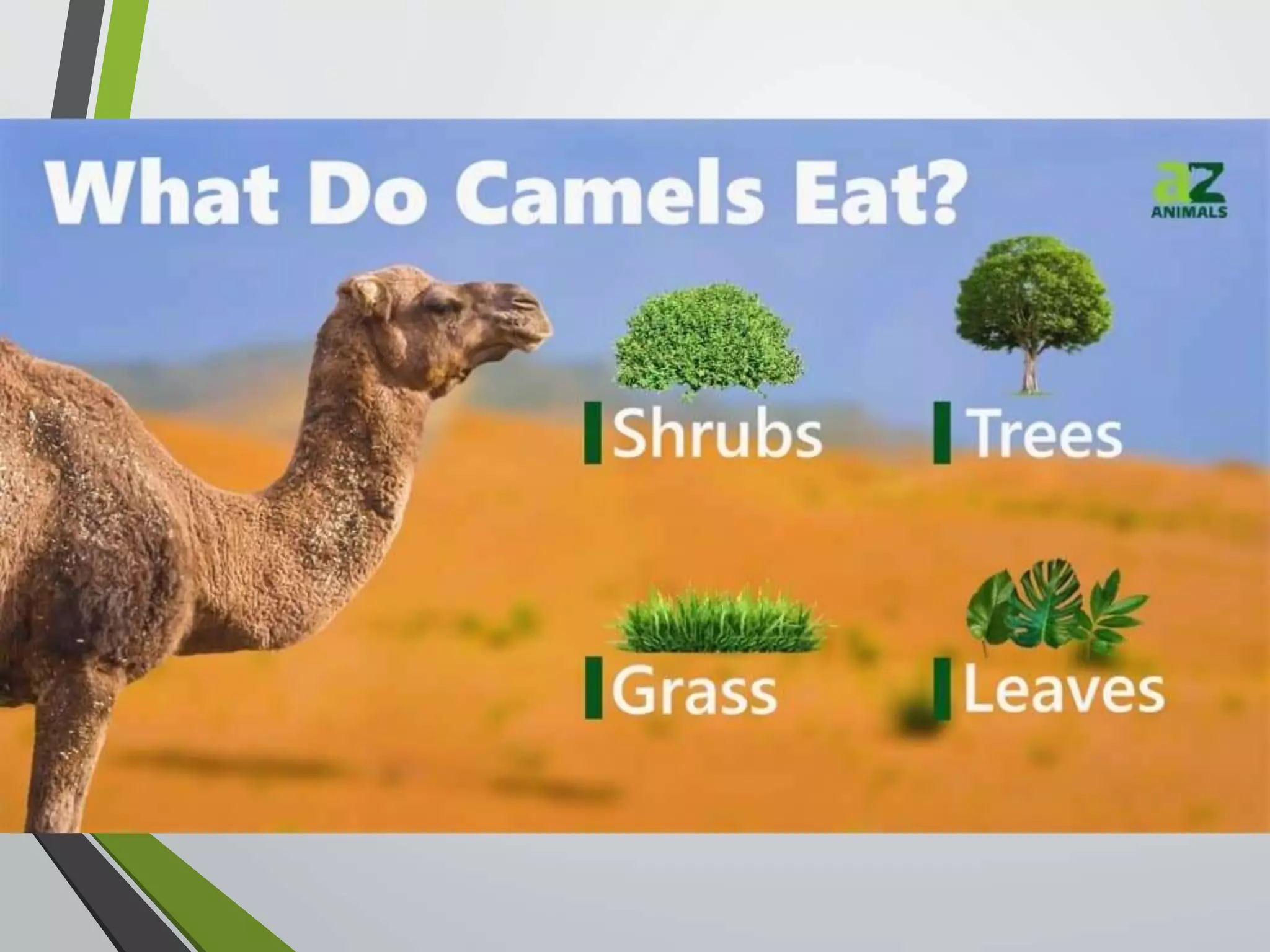 Camel adaptations G2.pptx