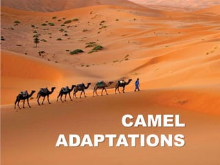 Camel adaptations G2.pptx
