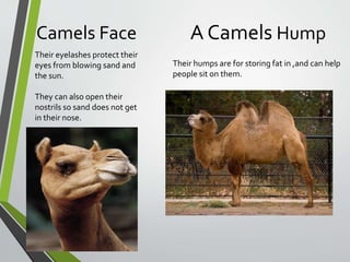 Camel adaptations G2.pptx