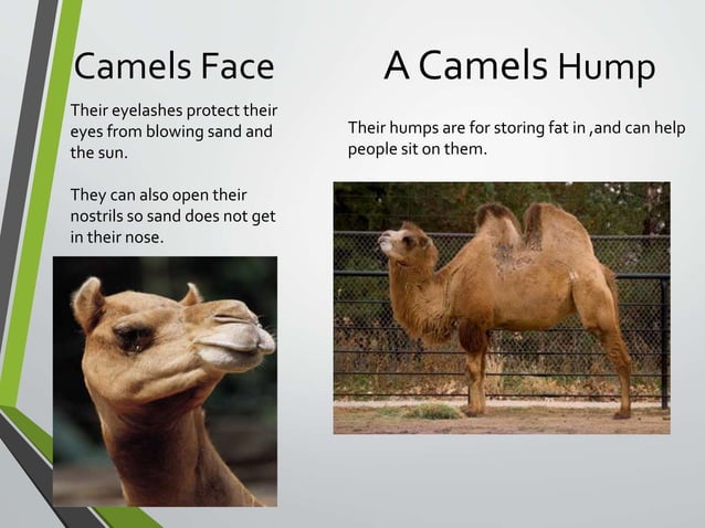 Camel adaptations G2.pptx