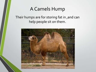 Camel adaptations G2.pptx