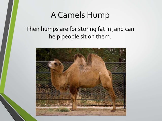 Camel adaptations G2.pptx