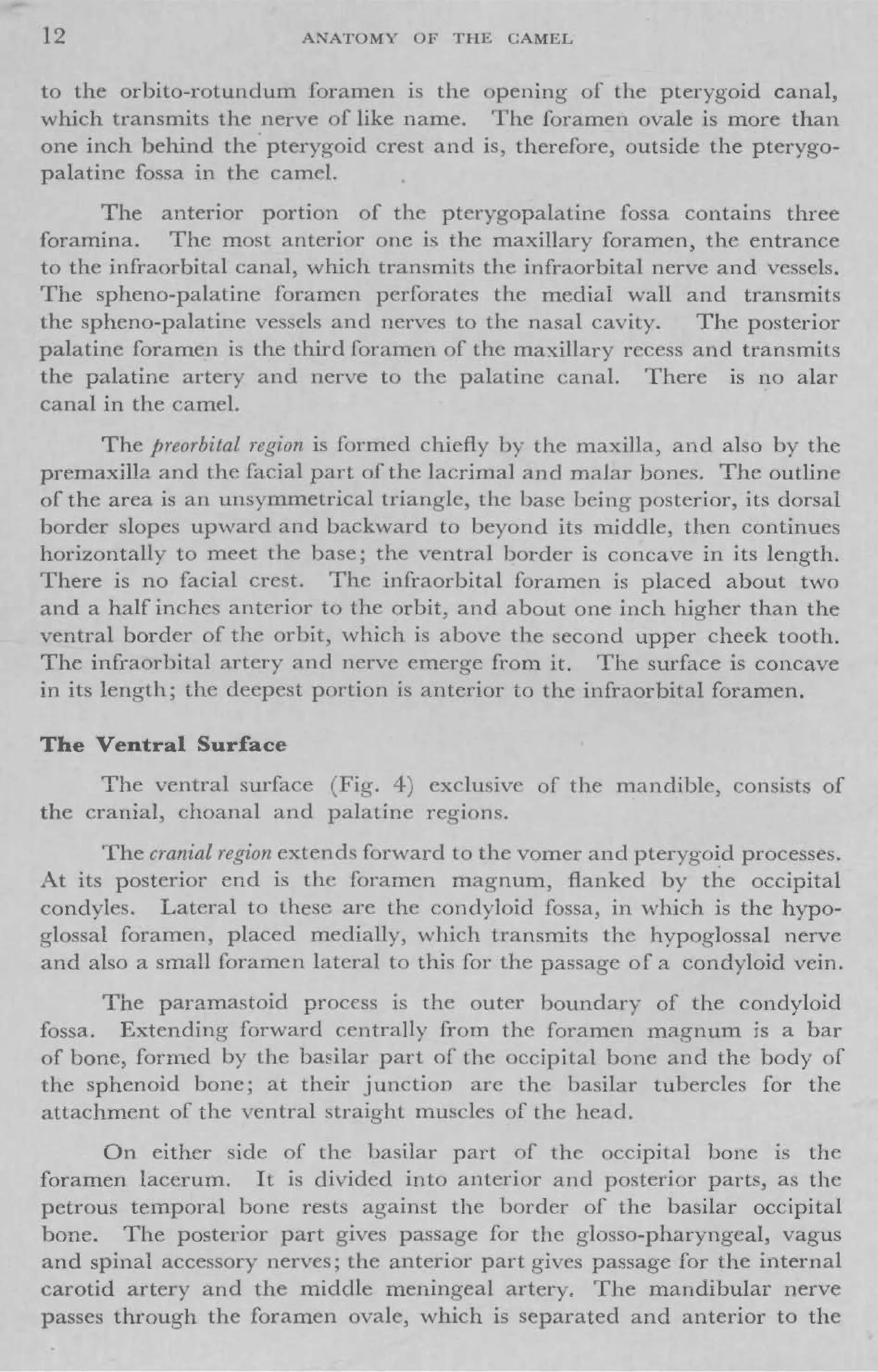 Sutdent's Guide to the Anatomy of Camel | PDF