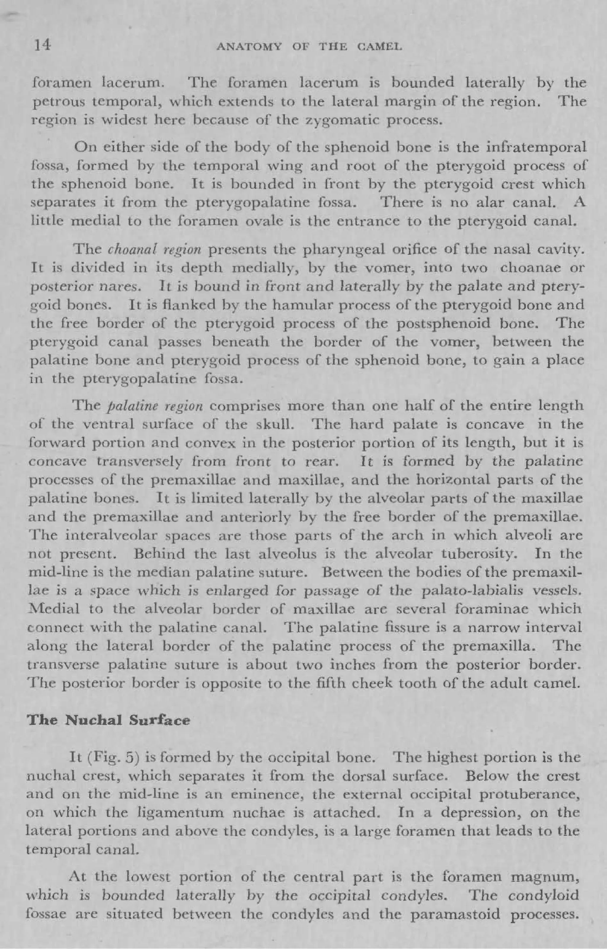 Sutdent's Guide to the Anatomy of Camel | PDF