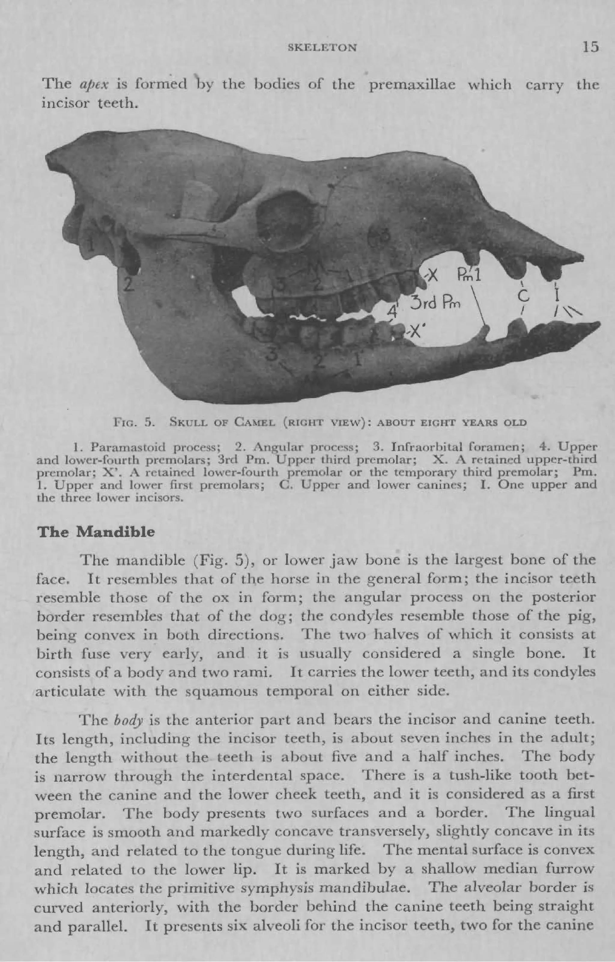 Sutdent's Guide to the Anatomy of Camel | PDF