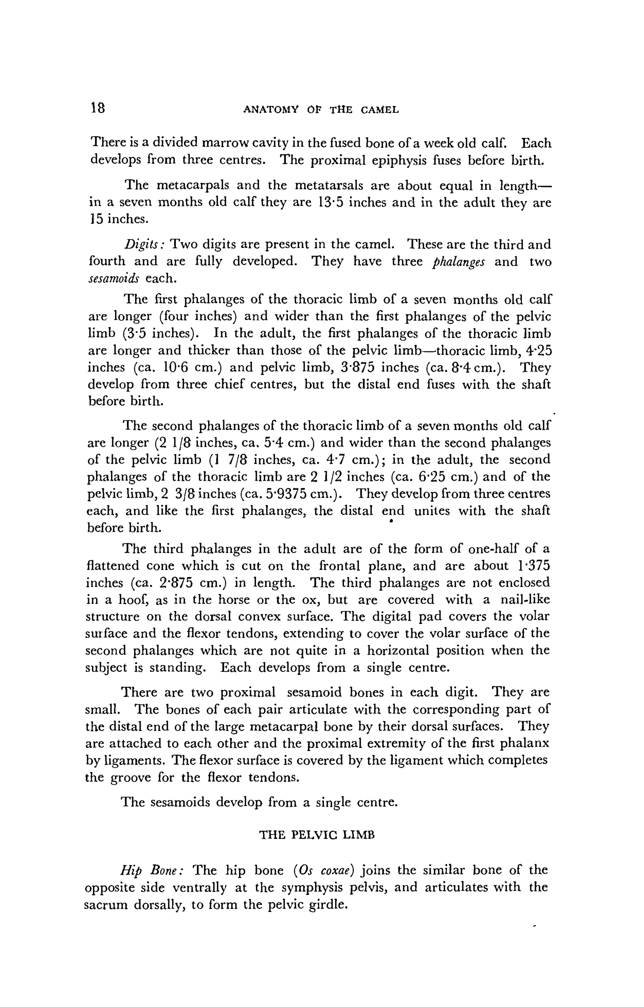 Sutdent's Guide to the Anatomy of Camel | PDF