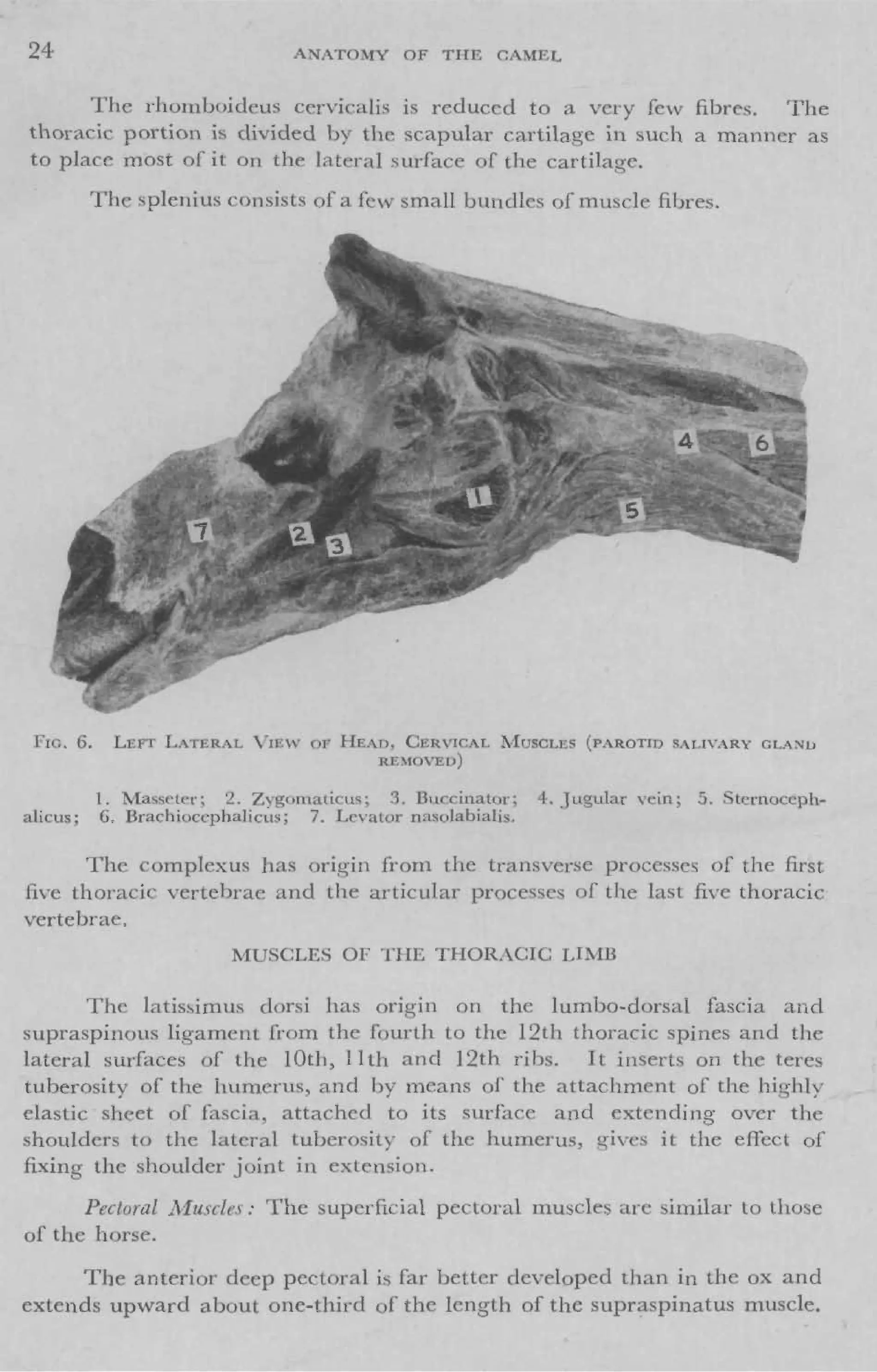 Sutdent's Guide to the Anatomy of Camel | PDF