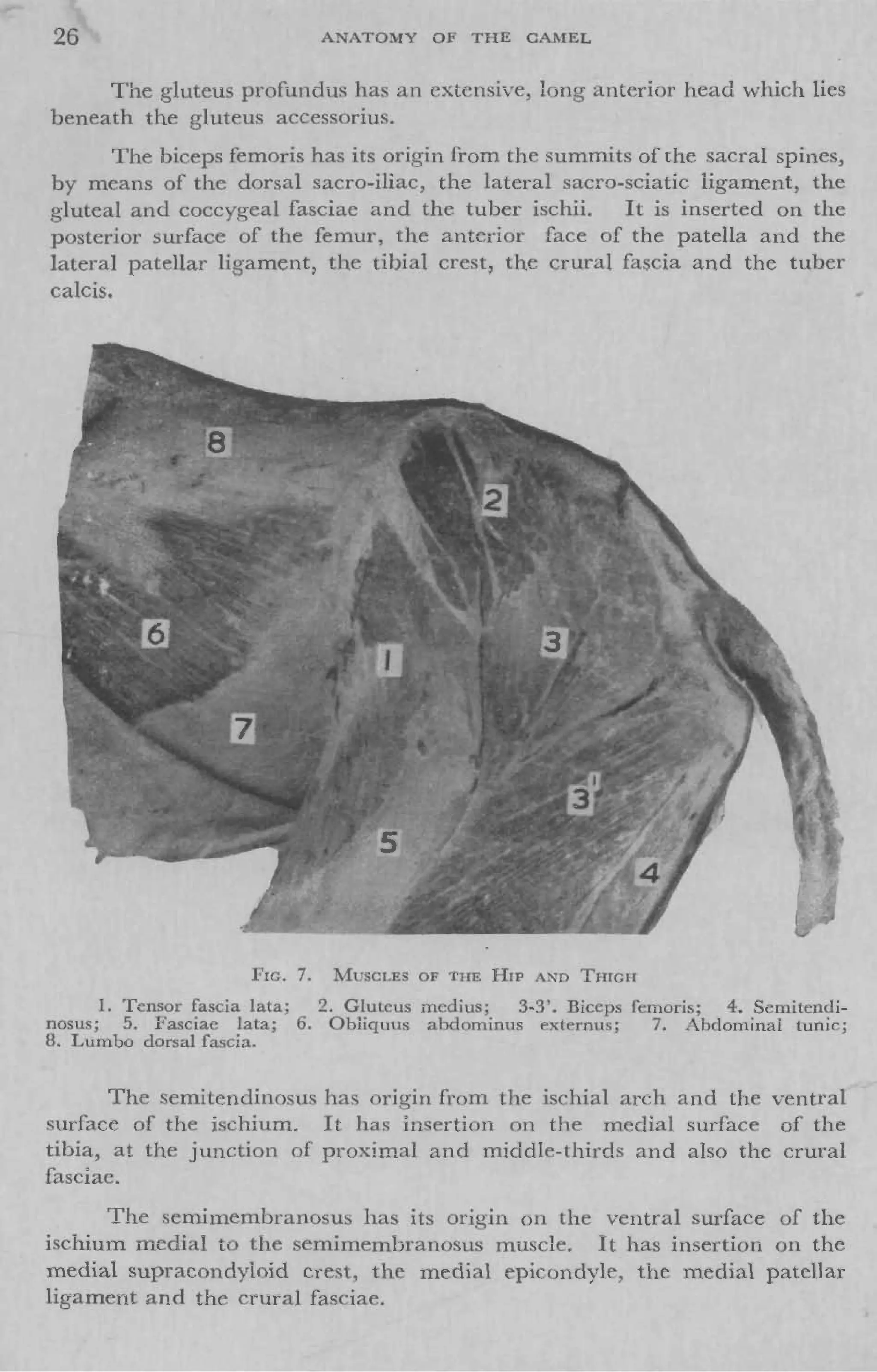 Sutdent's Guide to the Anatomy of Camel | PDF