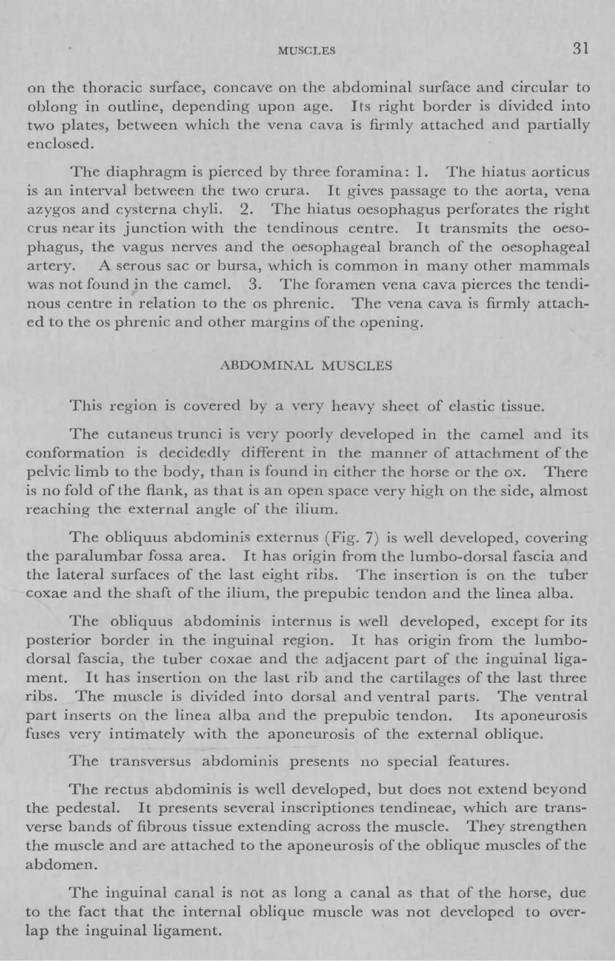 Sutdent's Guide to the Anatomy of Camel | PDF