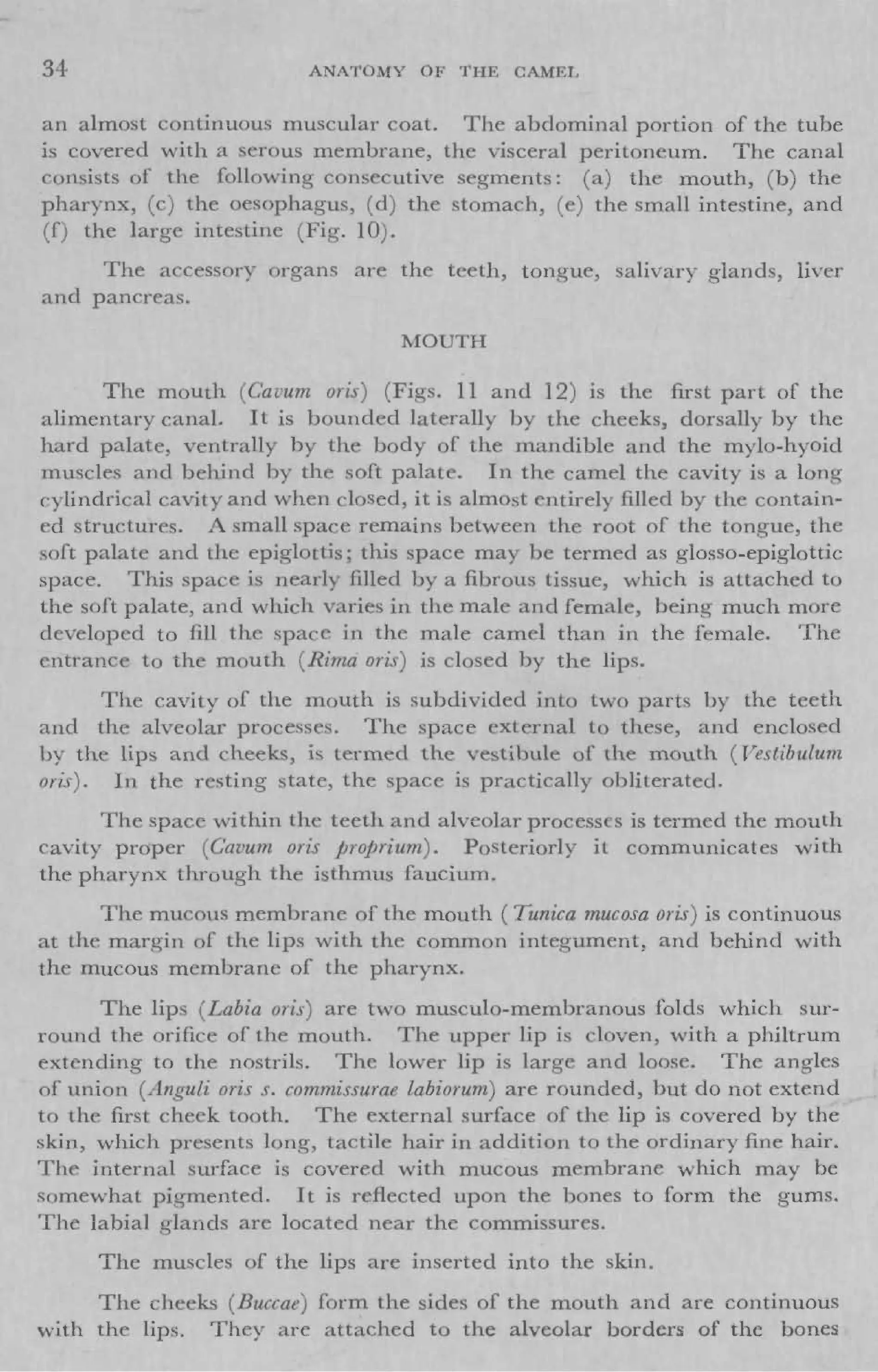 Sutdent's Guide to the Anatomy of Camel | PDF