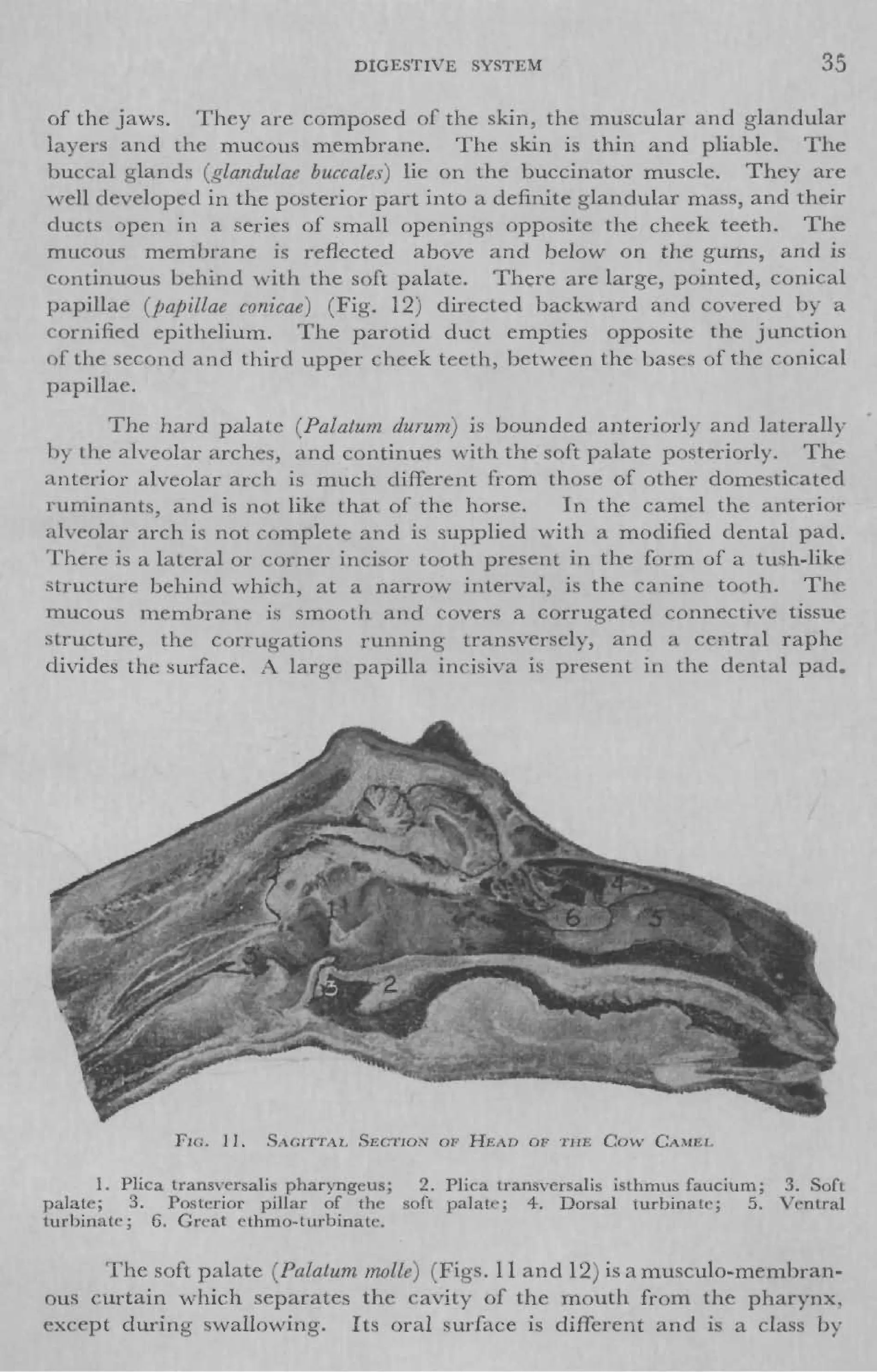 Sutdent's Guide to the Anatomy of Camel | PDF