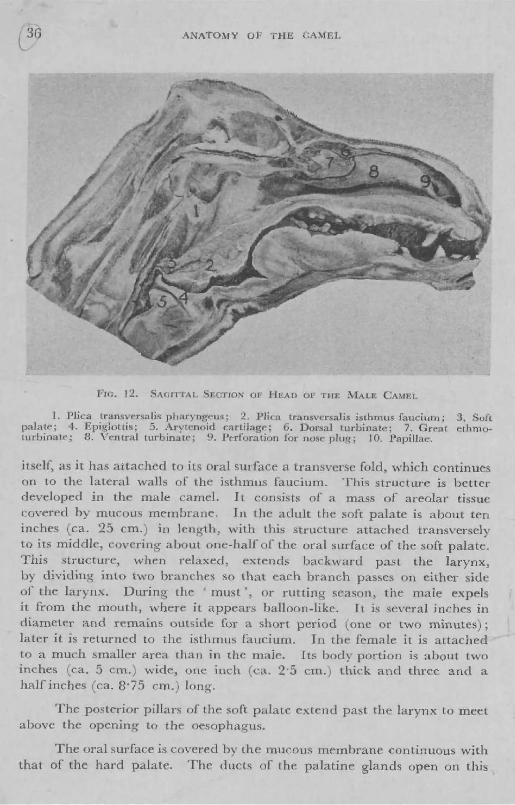 Sutdent's Guide to the Anatomy of Camel | PDF