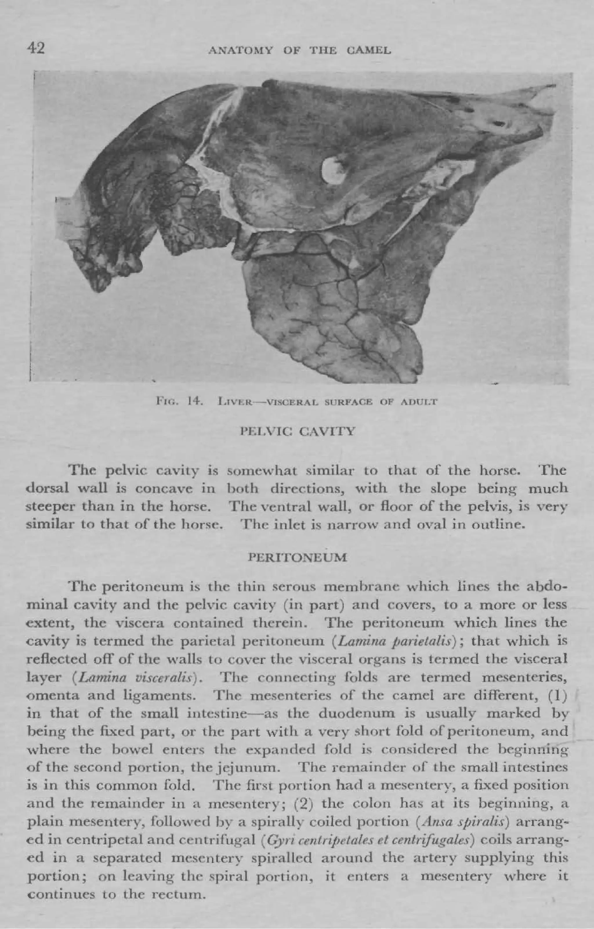 Sutdent's Guide to the Anatomy of Camel | PDF