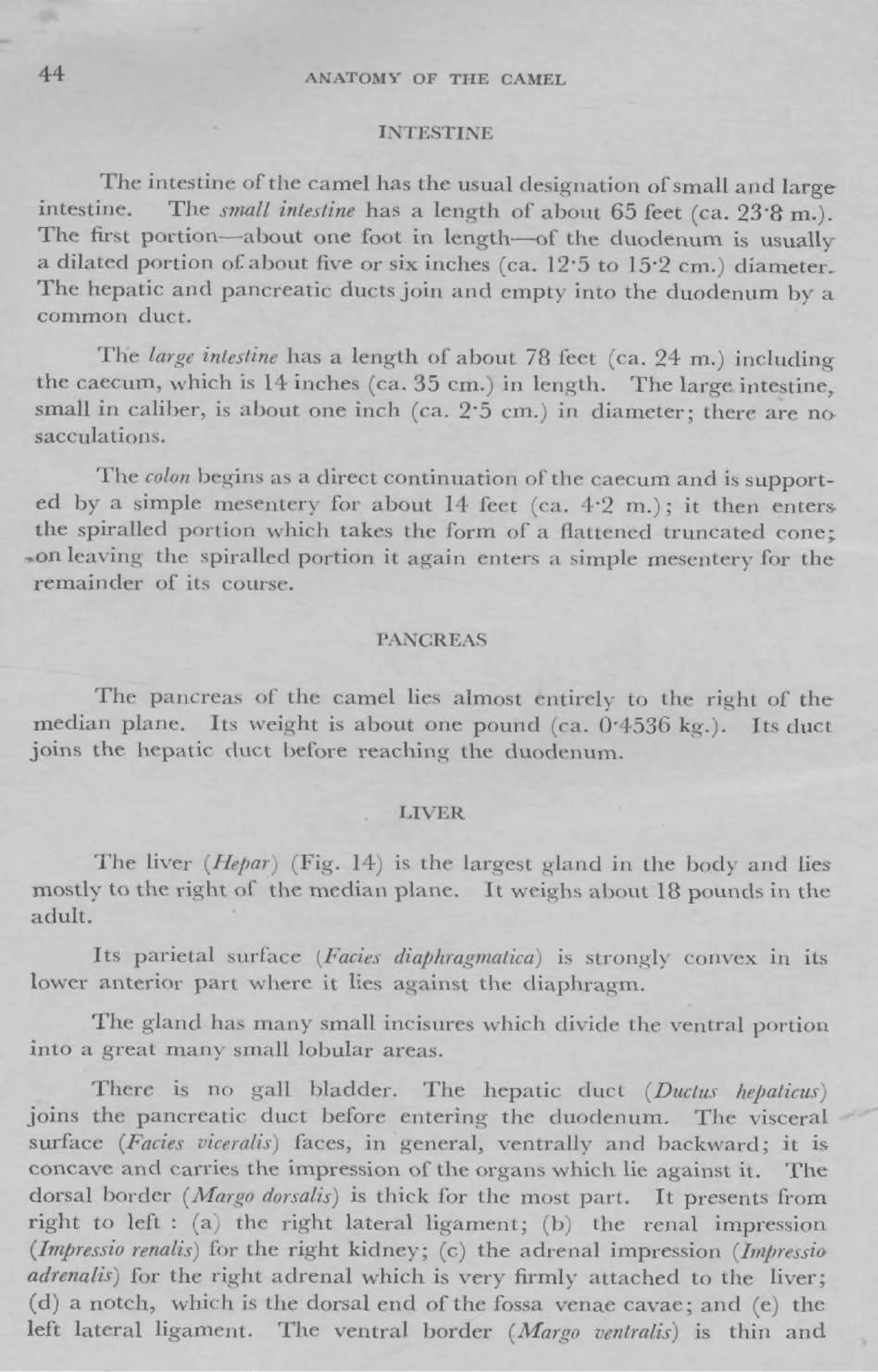 Sutdent's Guide to the Anatomy of Camel | PDF