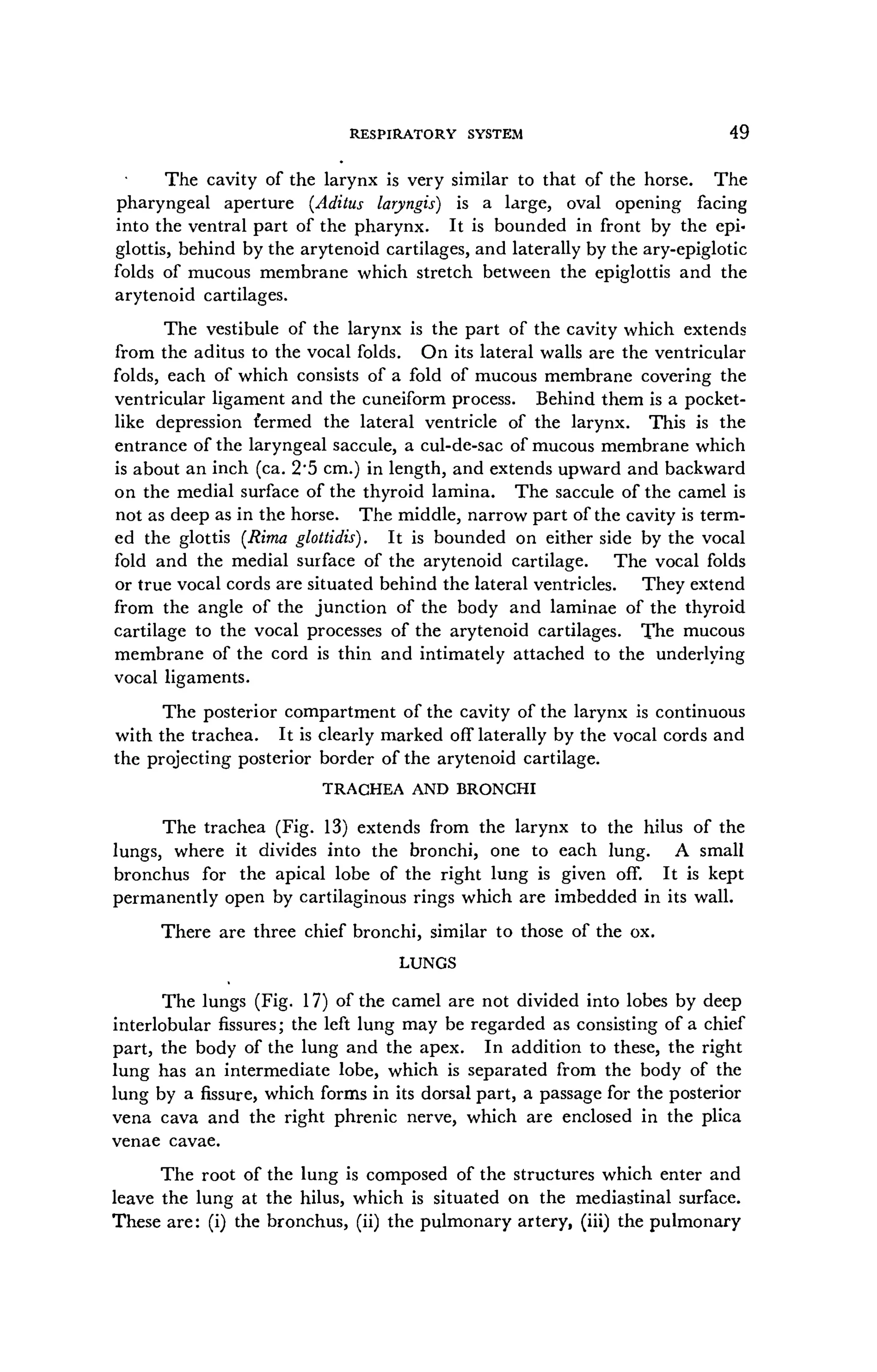 Sutdent's Guide to the Anatomy of Camel | PDF