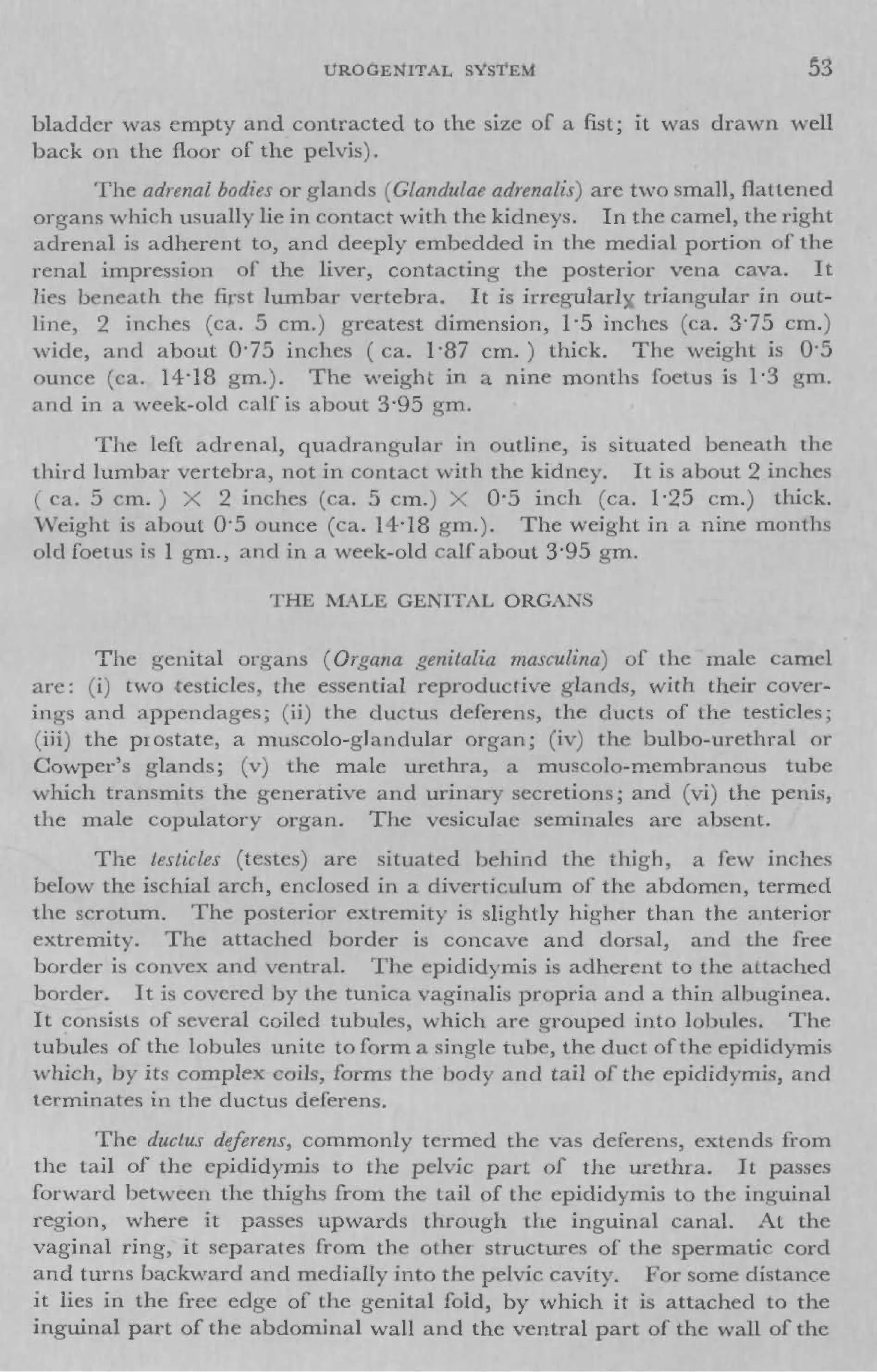 Sutdent's Guide to the Anatomy of Camel | PDF