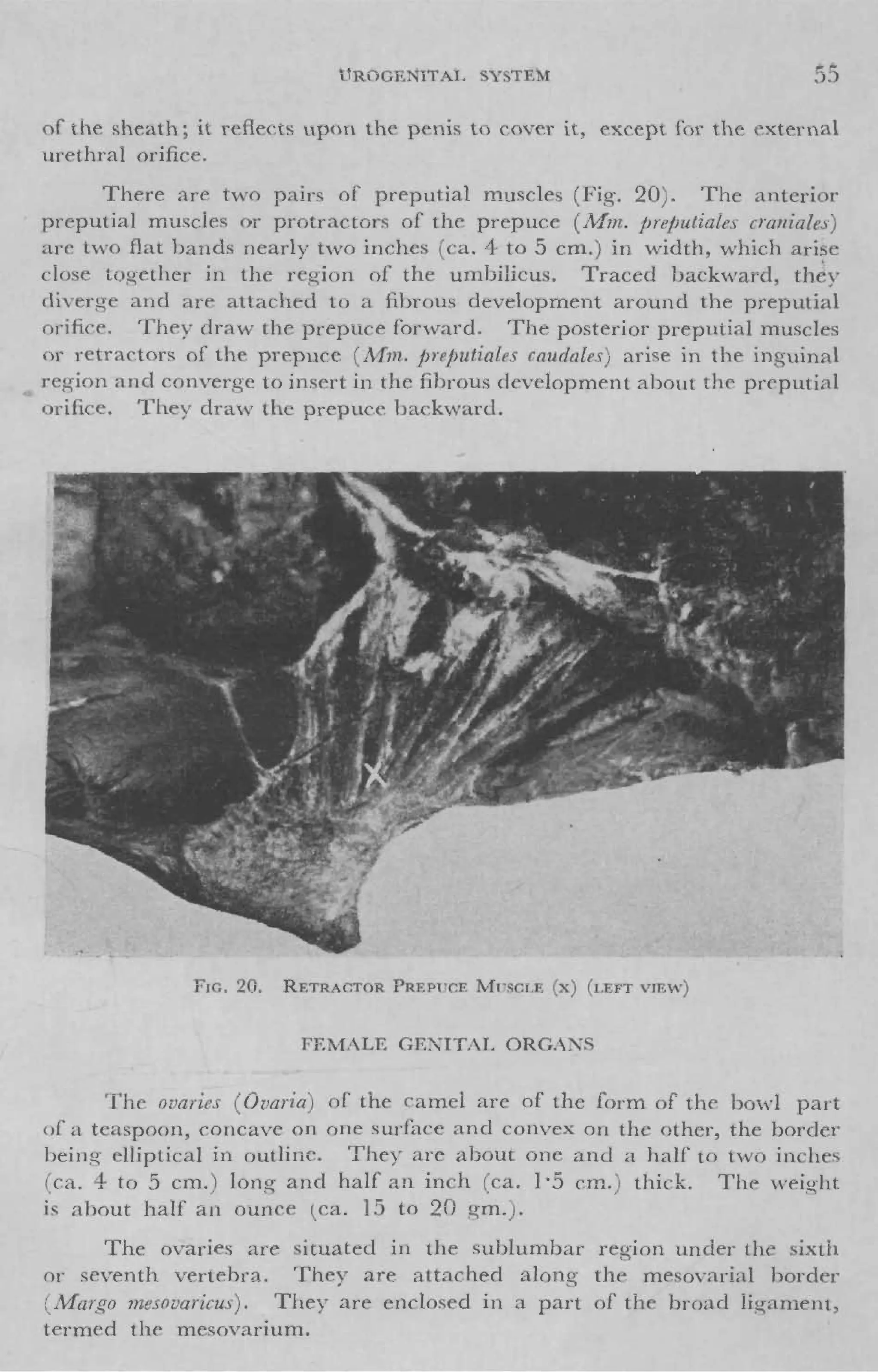 Sutdent's Guide to the Anatomy of Camel | PDF