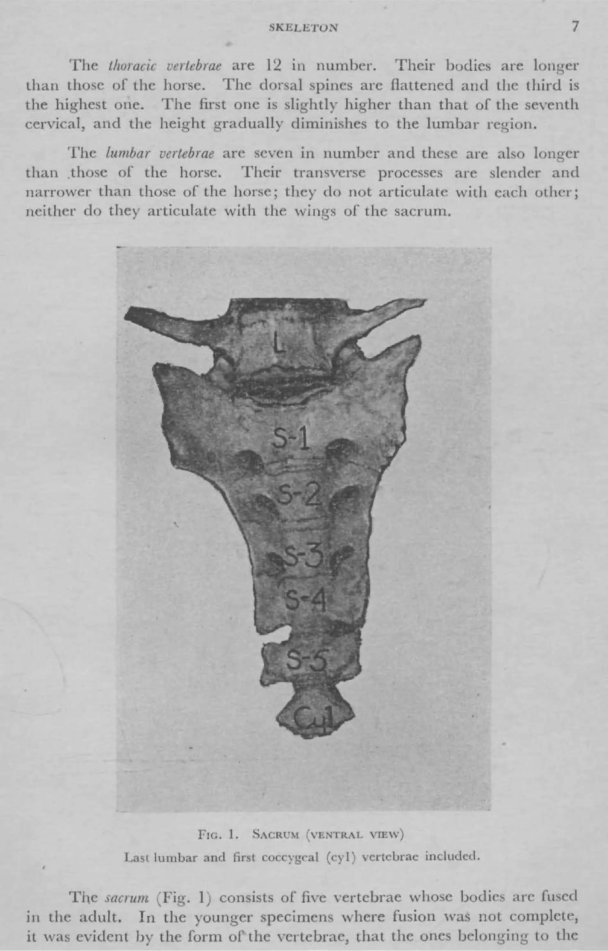 Sutdent's Guide to the Anatomy of Camel | PDF
