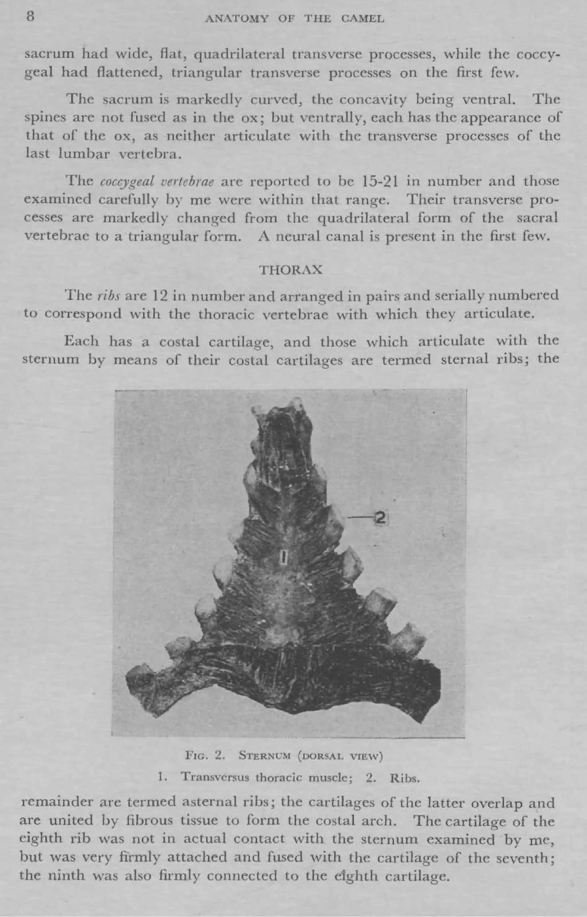 Sutdent's Guide to the Anatomy of Camel | PDF