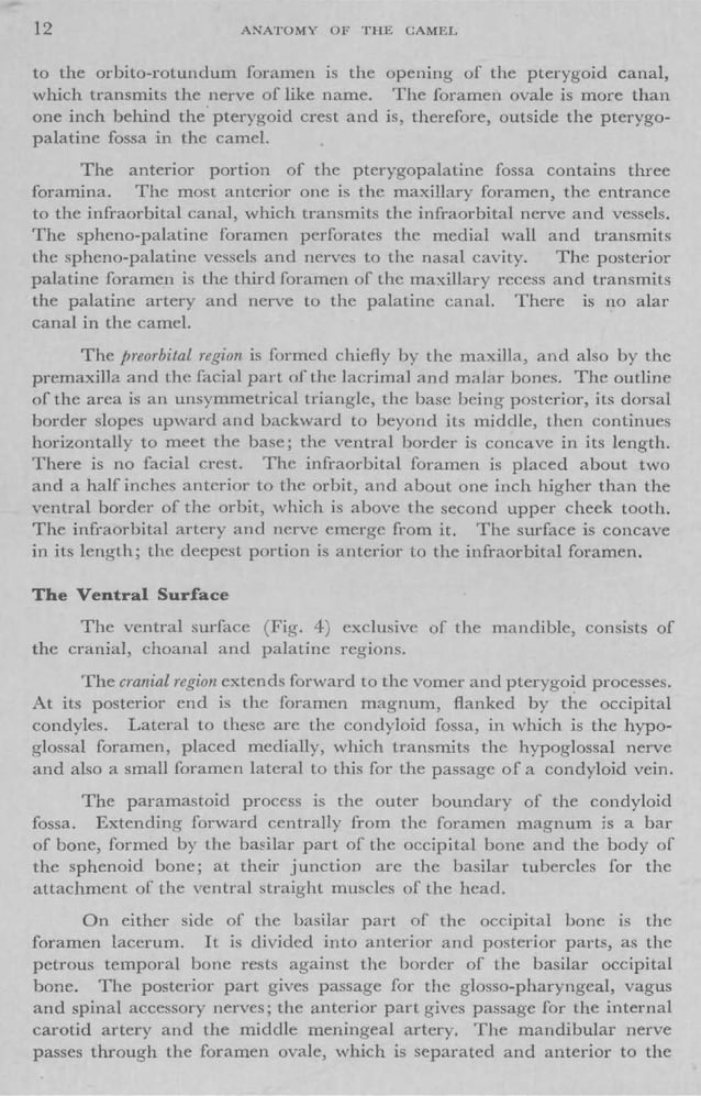 Sutdent's Guide to the Anatomy of Camel | PDF | Death, Injury, or ...